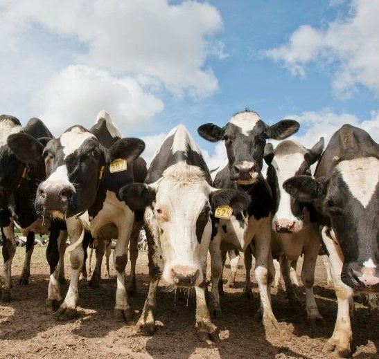 About Us – Black & White by Brooks Farms